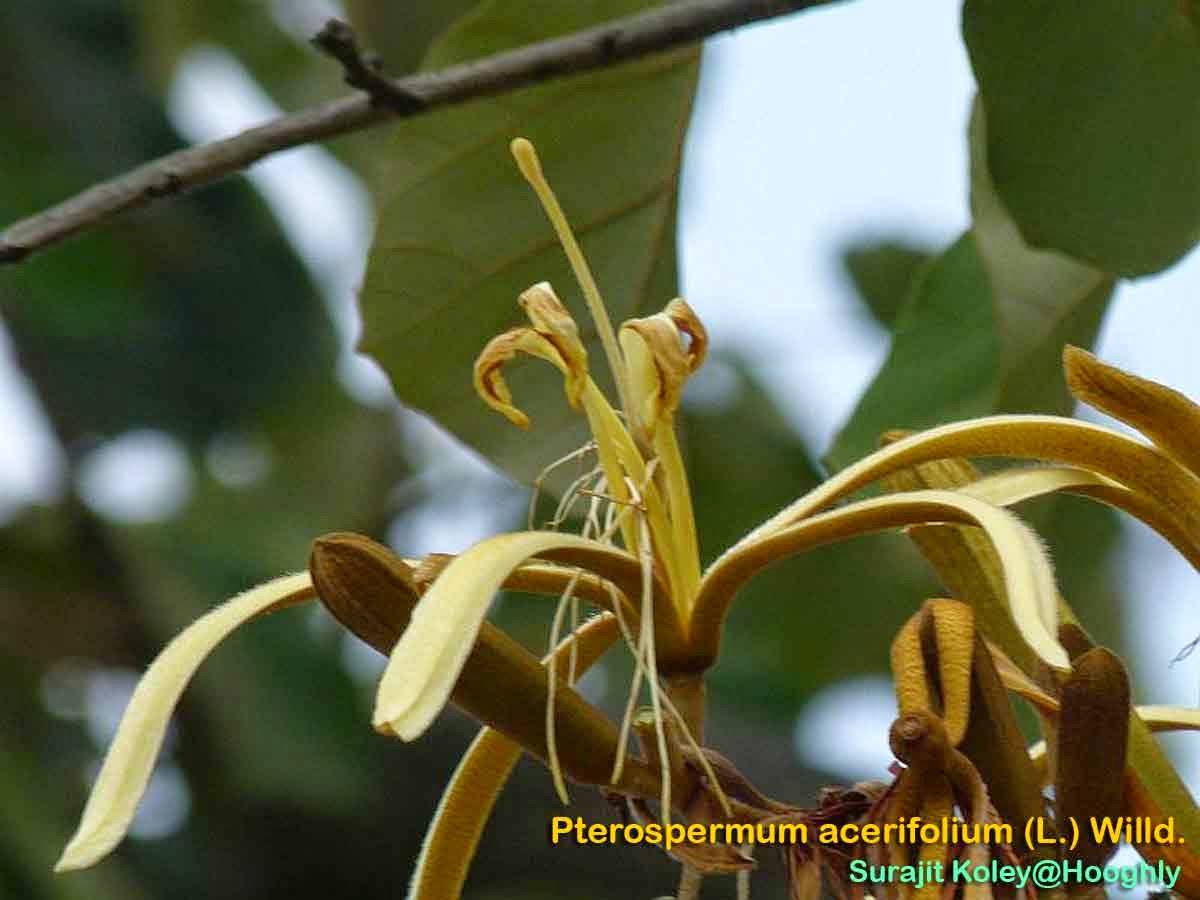 Medicinal Plants: Pterospermum acerifolium, Muchukund, Dinnerplate Tree
