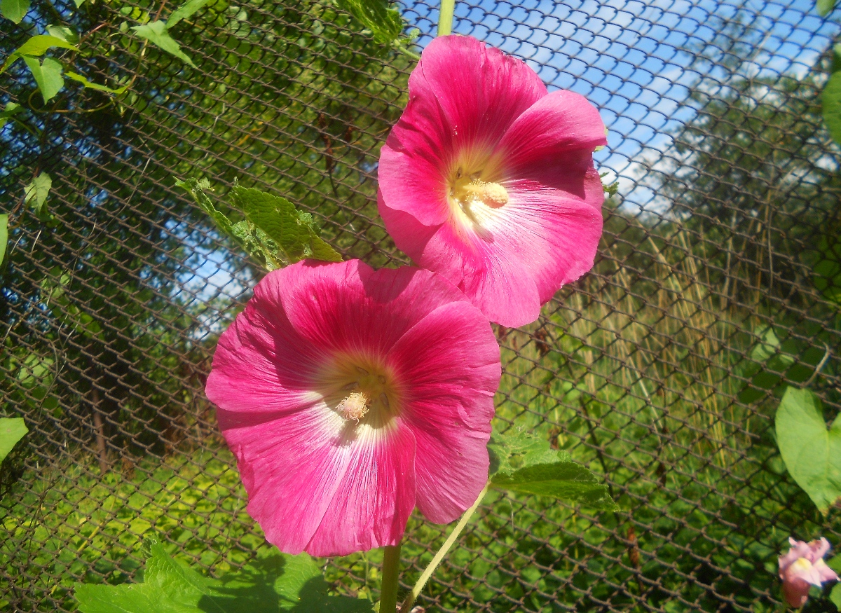 Aed kutsub: Sajuga augusti