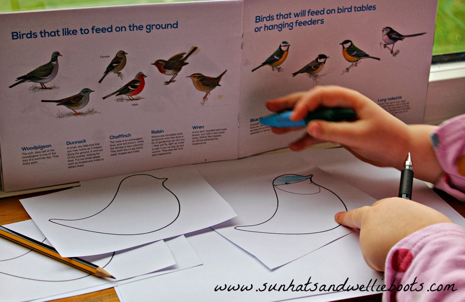 Birds And Worms Activity