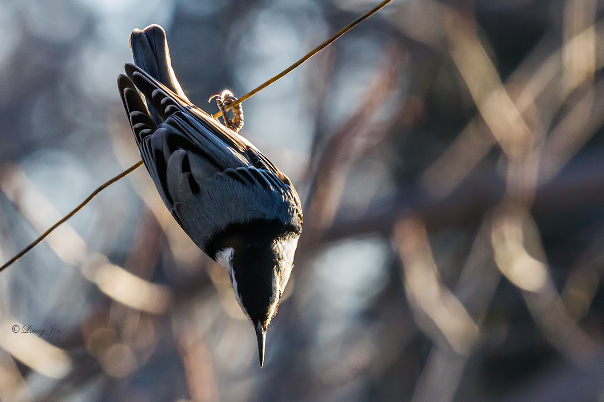 See What I See: Birds in January