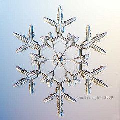 Heraldry of Life: ART with REAL SNOWFLAKES