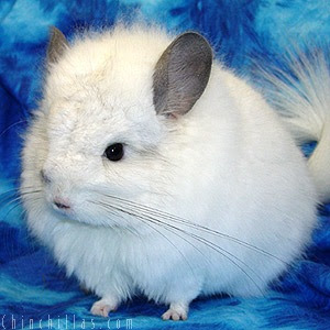 Chinchilla | Info and Photos-Images | The Wildlife