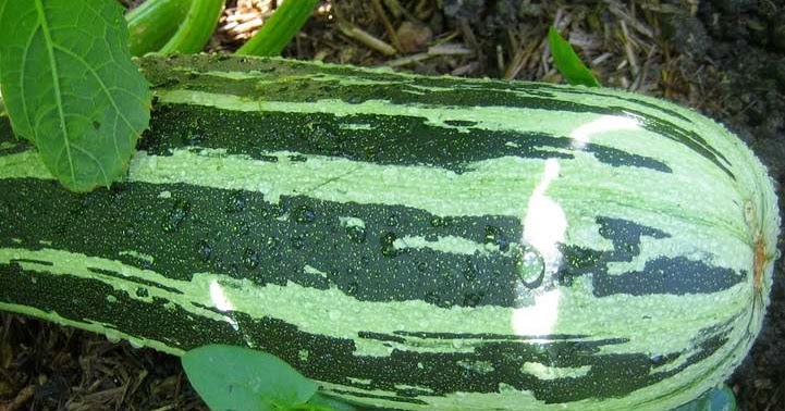 HOW TO GROW MARROWS FROM SEED |The Garden of Eaden