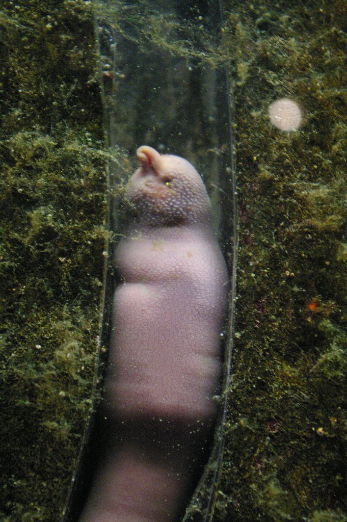 Real Monstrosities: Fat Innkeeper Worm