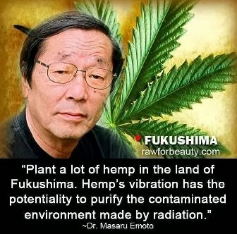 Cânepa - planta minune + documentar (RO)