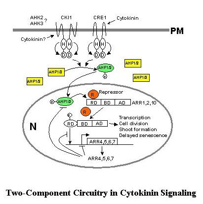 Plant Biotech: Cytokinins