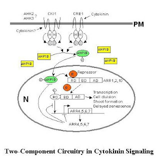 Plant Biotech: Cytokinins