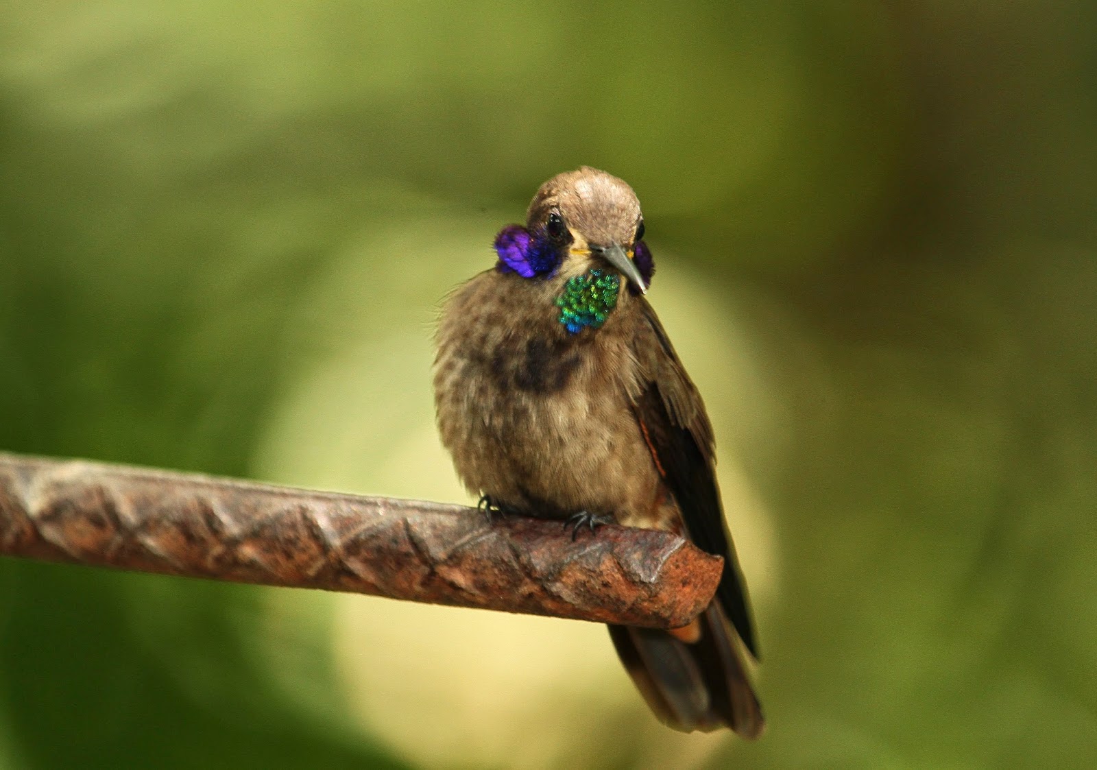 Nuestro bello mundo...: Hummingbirds, Colibri second part, Fotos ...