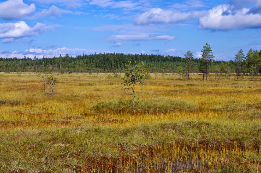 Kolmannen kerroksen viidakko: Keski-Suomen suotyypit