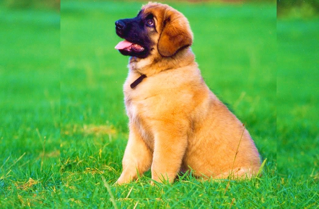 Rules of the Jungle: Leonberger puppies
