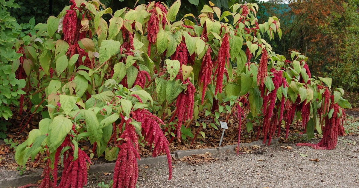 Variety of Life: Amaranthus