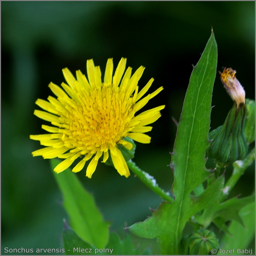 Plant Gallery - Encyklopedia Roślin: Sonchus arvensis - Mlecz polny Plant Gallery - Encyklopedia Roślin: Sonchus arvensis - Mlecz polny