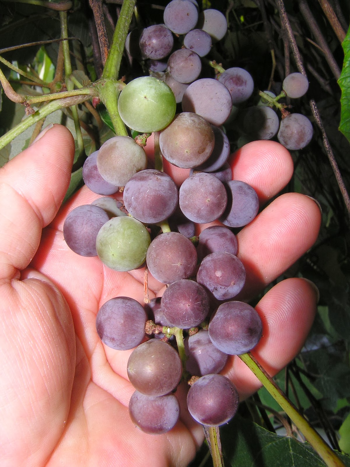 John Starnes' Urban Farm: Paul Zmoda of the Tampa Rare Fruit Council is ...