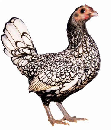 Your Poultry: Poultry profile: Sebright