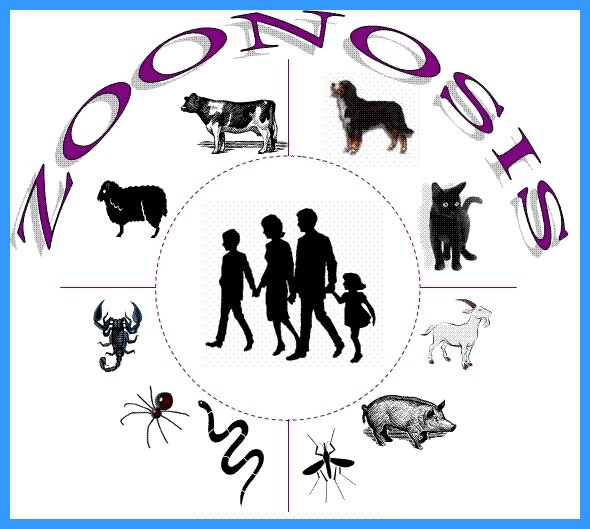 Zoonosis: Las Zoonosis (Definiciones).