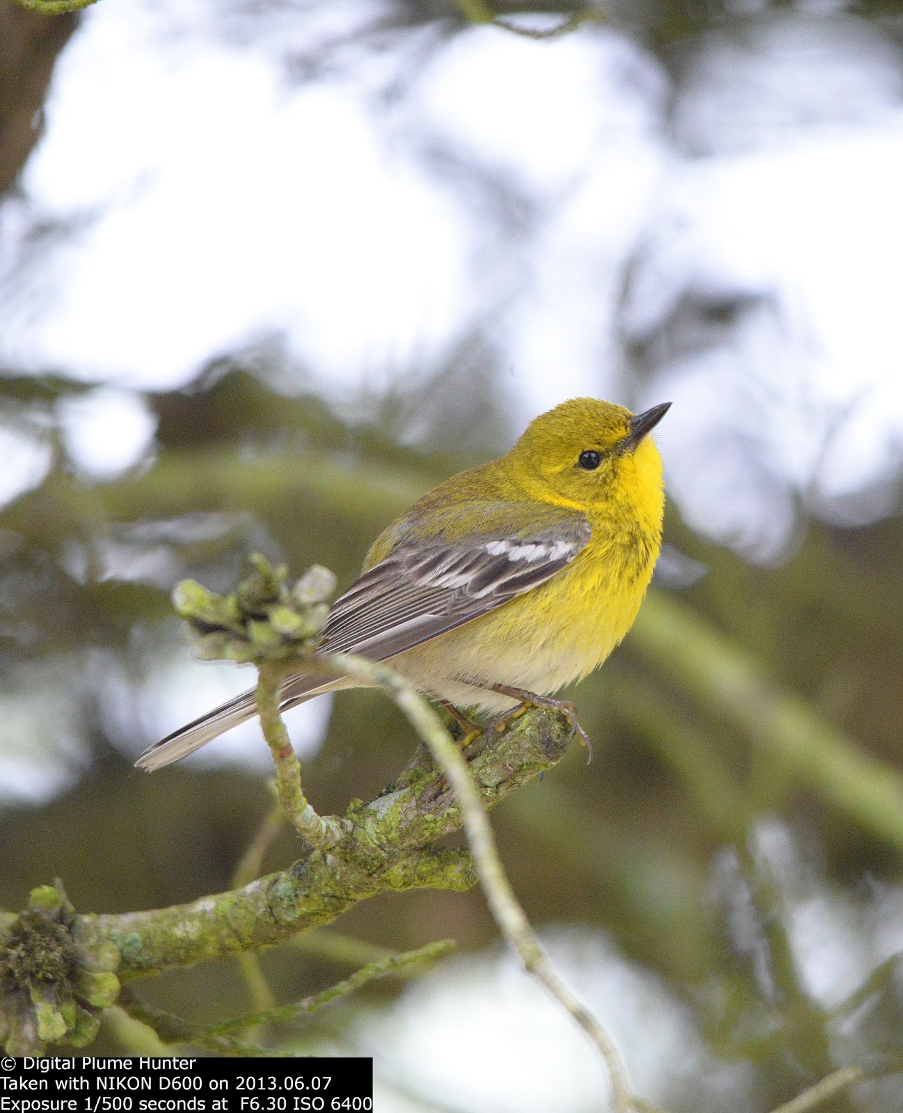 Hunting Digital Plumes in the US and Beyond: Indigo Bunting, Blue ...