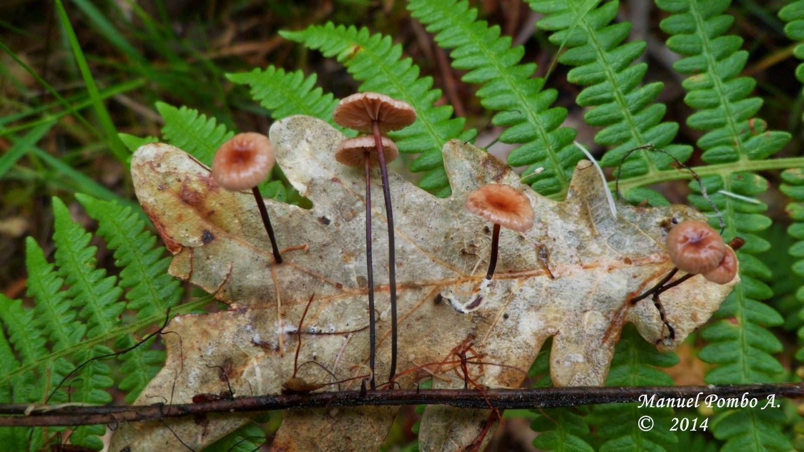 Un micólogo aficionado: Marasmius androsaceus