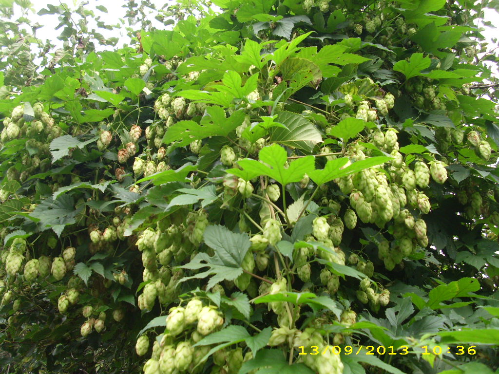 Din natură: Hameiul (Humulus lupulus)