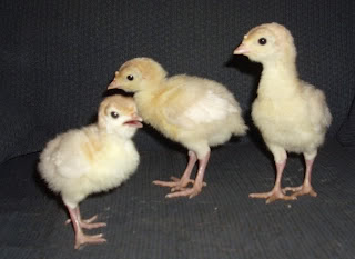 Breed Savers: Beltsville Small White Turkeys