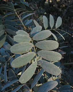 Vivero de Árboles Nativos: Quebracho