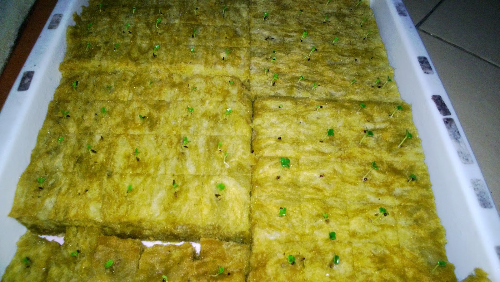 Saya Suka Hidroponik : SEMAI