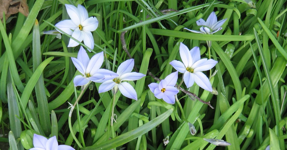Plant World: Ipheion uniflorum