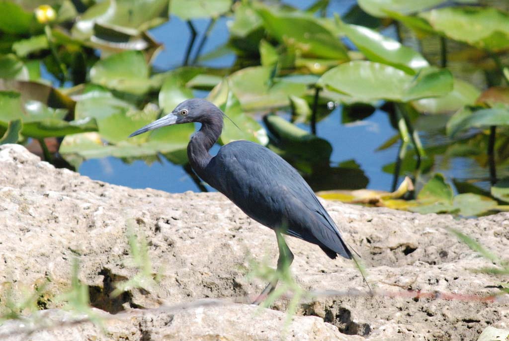 Everglades National Park