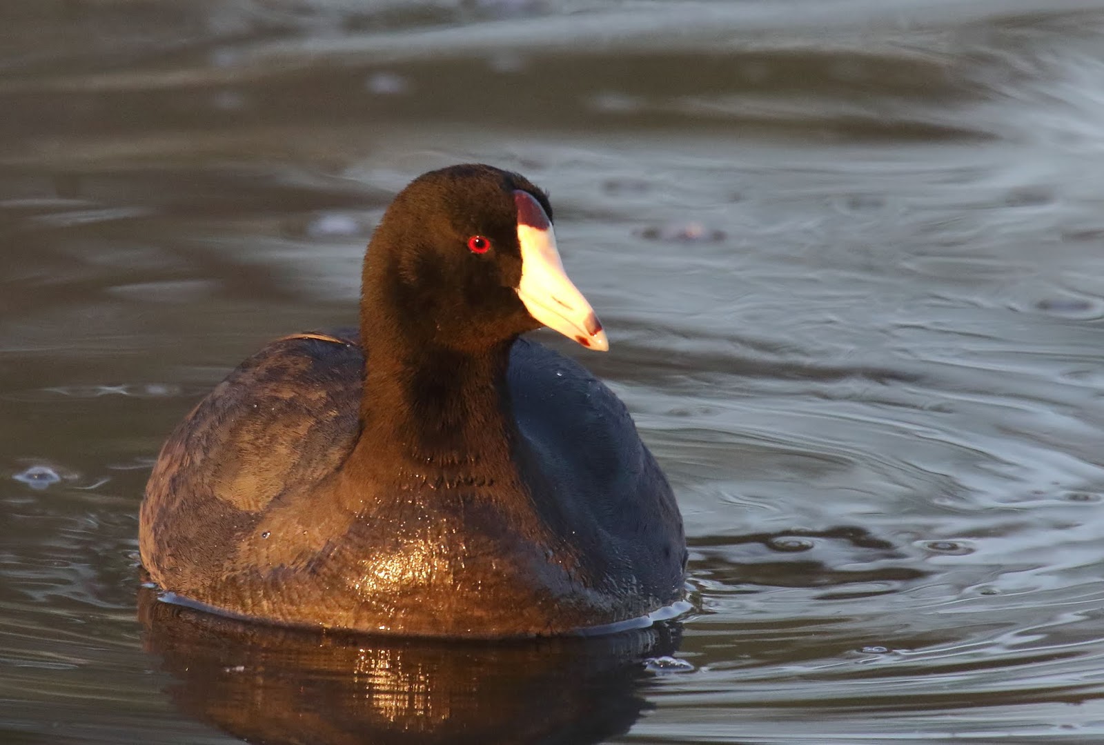 American Coot at Kit Carson Park - Greg in San Diego