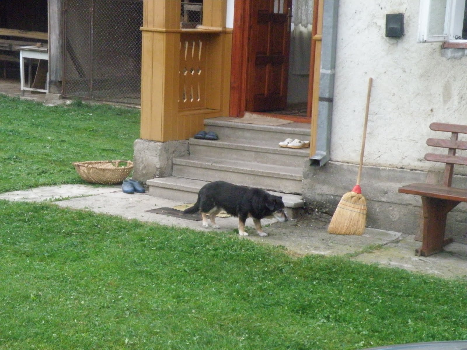 Si totusi povestile...: Caini batrani si surzi