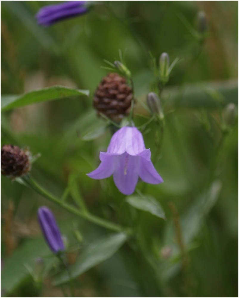 Kedonkukkia kaupungissa ja Tellun tuulet FACEssa