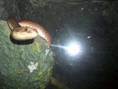 Zoologico Nacional La Aurora: Serpiente Chirrionera
