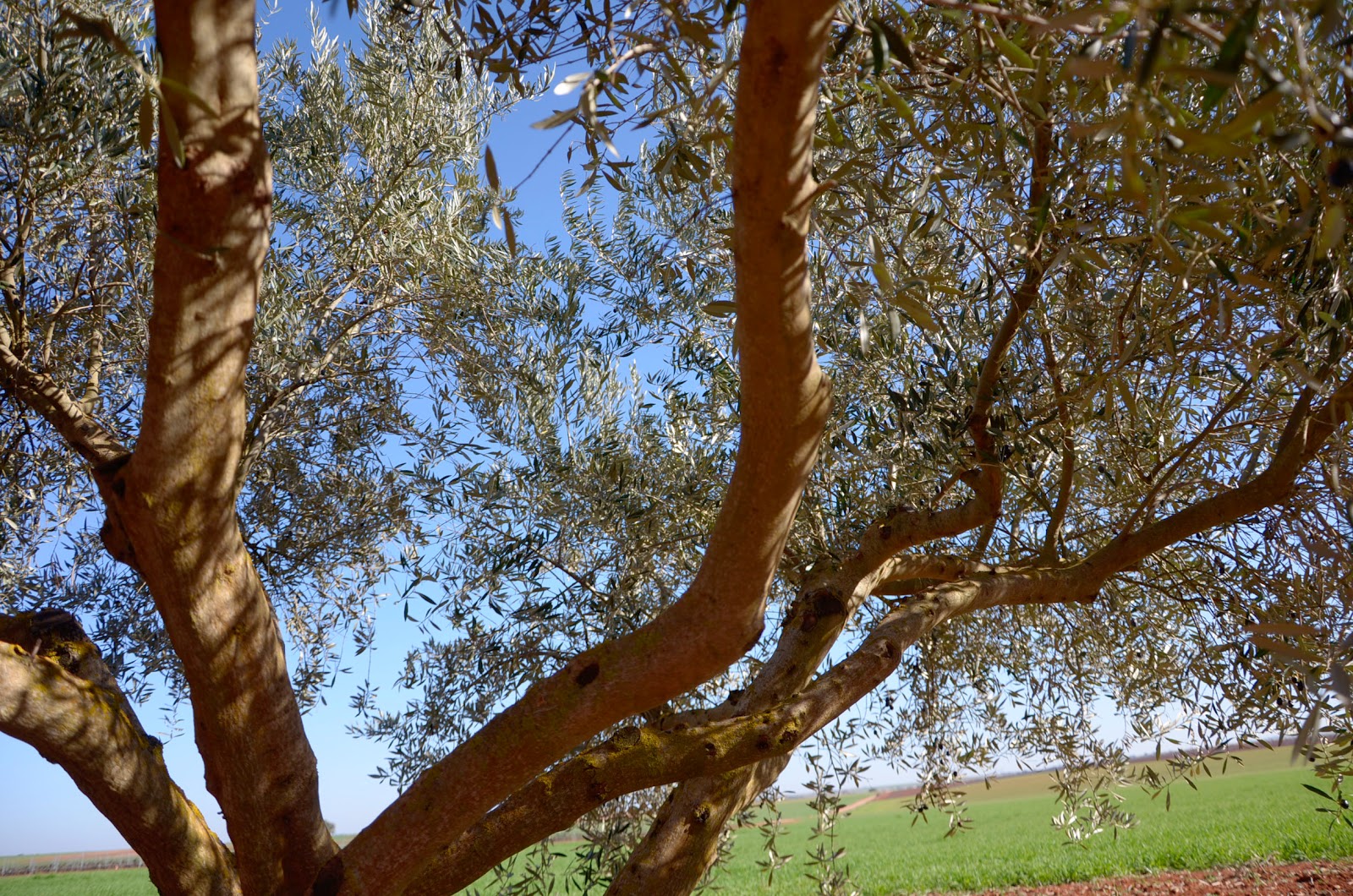 Pruning olive trees: “Without too much wood, the olives will be better ...