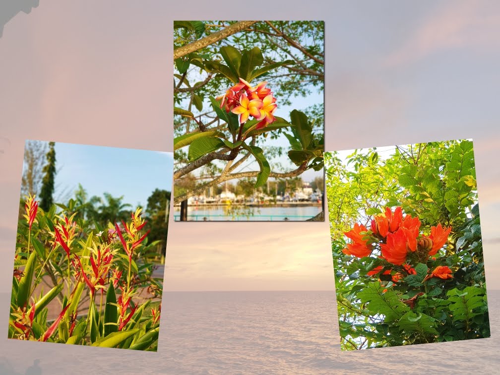 Orange Flowers In Coco | Best Flower Site