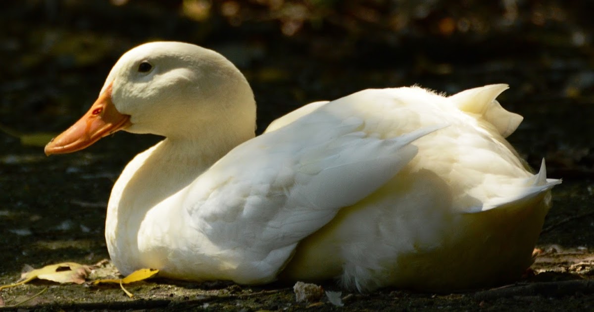 Jaumenatura: Ánade Mulard