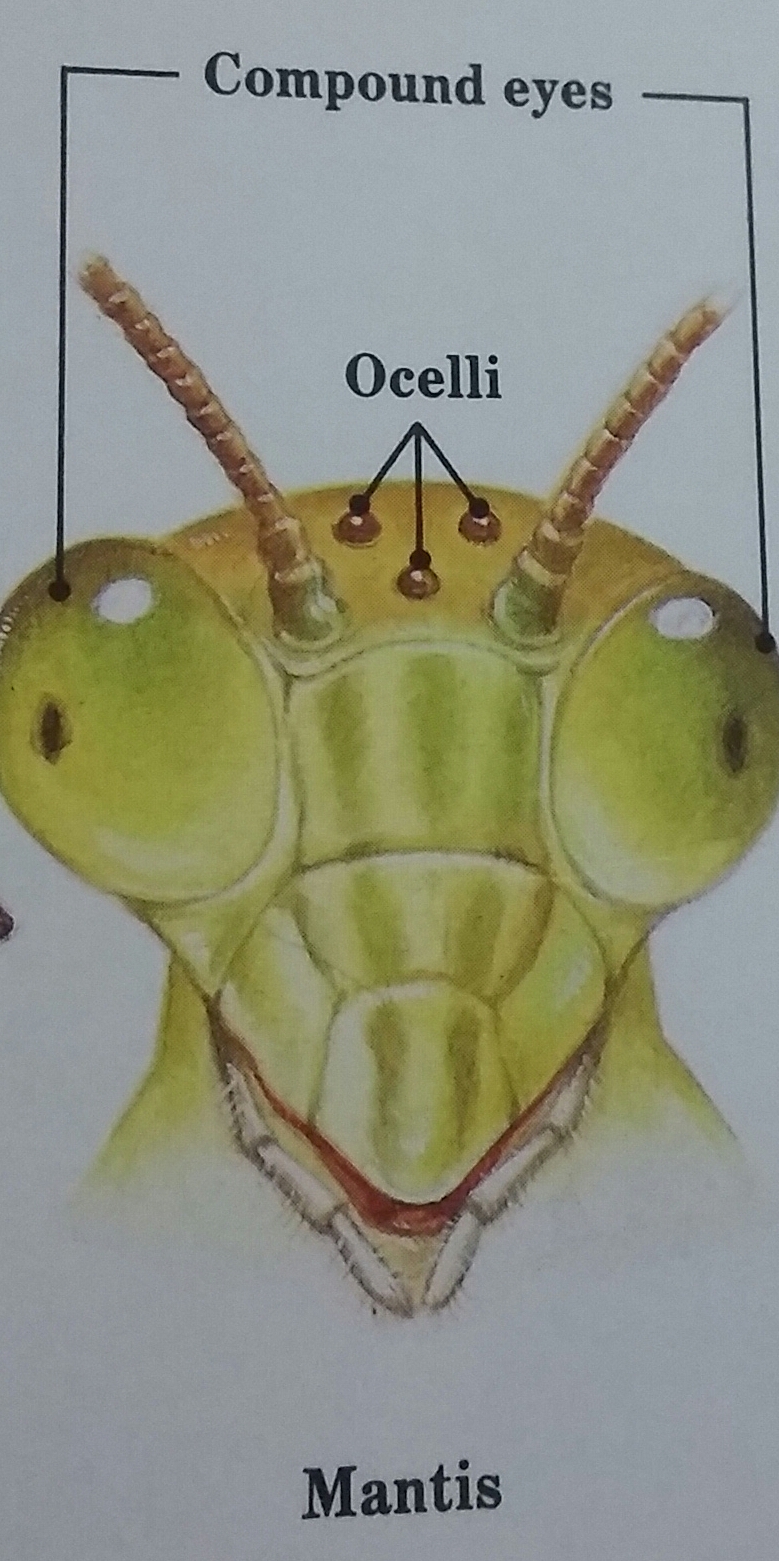 Wow Insects: How do insects see?