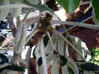 VERDE COCINA VERDE: Te de ambay