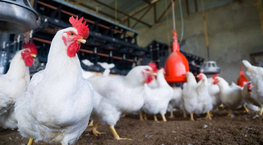 Cara Beternak Ayam Broiler - Cara Berternak Ayam