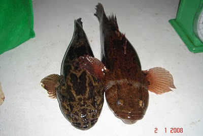 River Fish Supplier, Peter's Fish Trading Co, Sarawak: KETUTU (LIFE ...