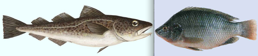 Carb Tripper: fish throw down