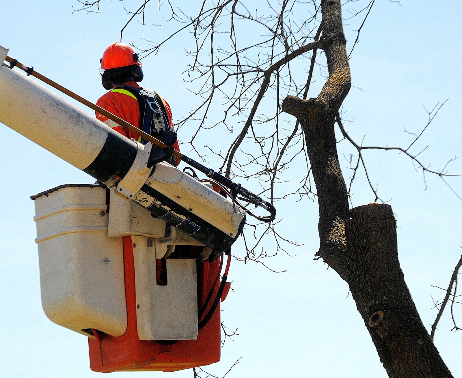 Camera on King & Aurora : Tree branch grows around hydro wire