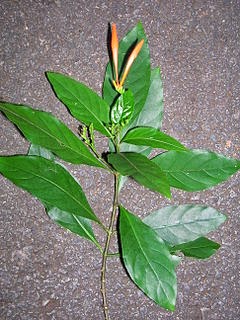 El Jardín de Judith: USOS MEDICINALES DEL MUICLE