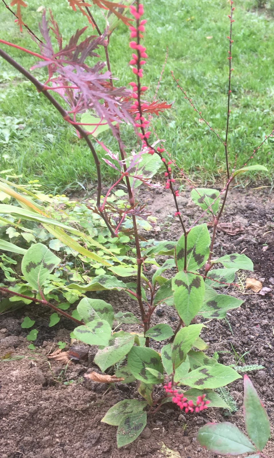 Agapanthes et camphrier: Un jour, deux plantes #3 - Persicaria maculosa ...
