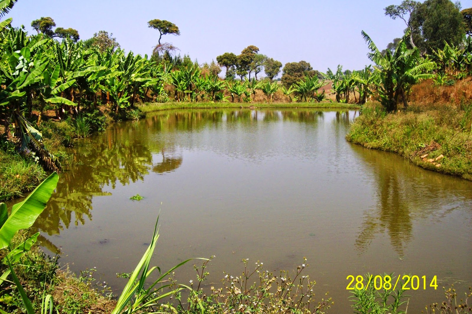 KIlimo mseto ~ Maisha ni Vita