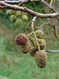 Arinul negru (Alnus glutinosa) ~ Plante Medicinale