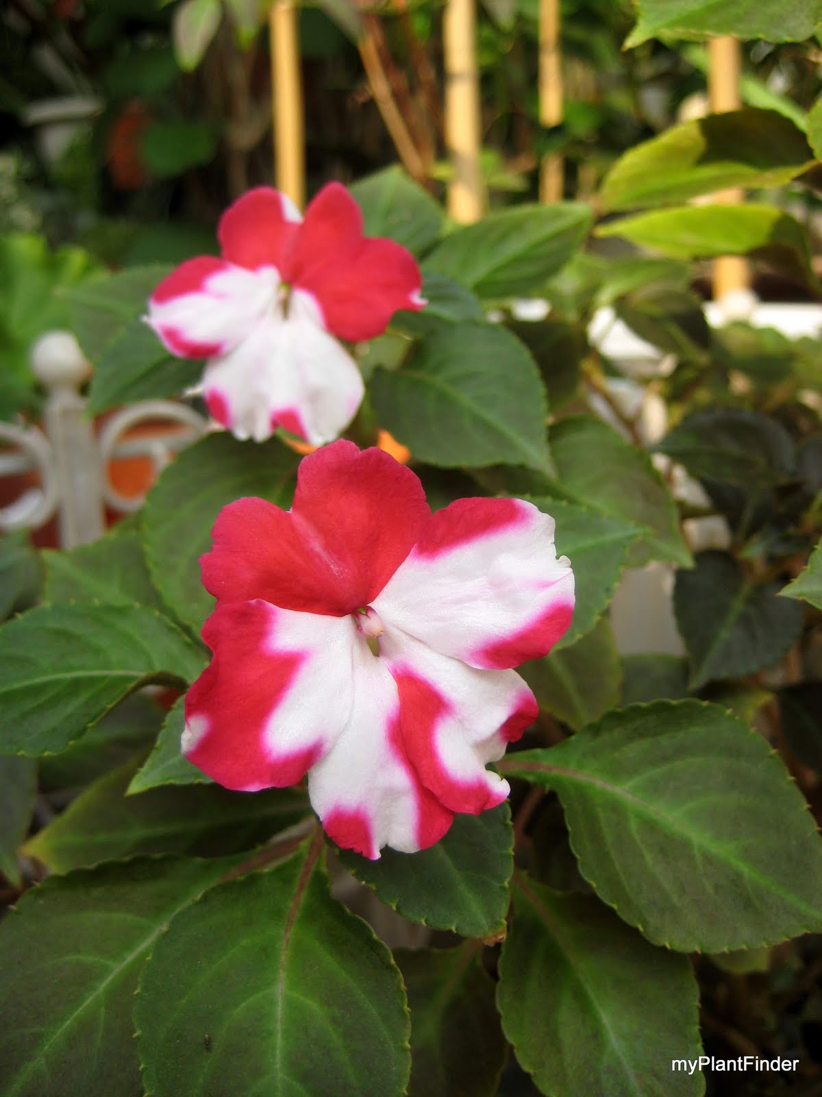 MY PLANT FINDER | Plant Guide: Impatiens walleriana cvs.