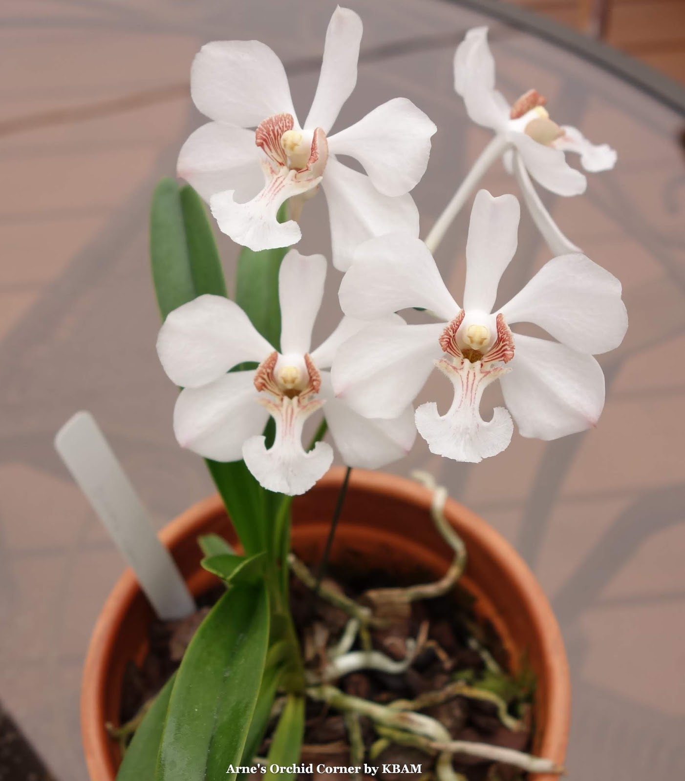 Arne's Orchid Corner: Orchid of the day: Vanda barnesii