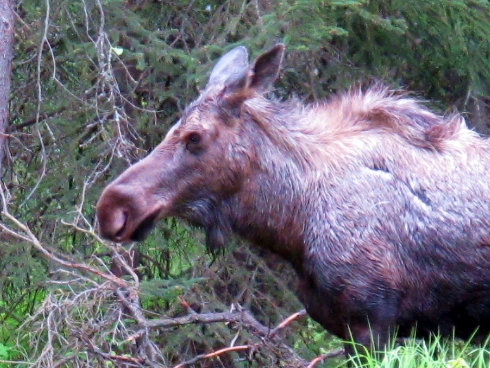 Tundra Rat Travel: Anchorage, Alaska