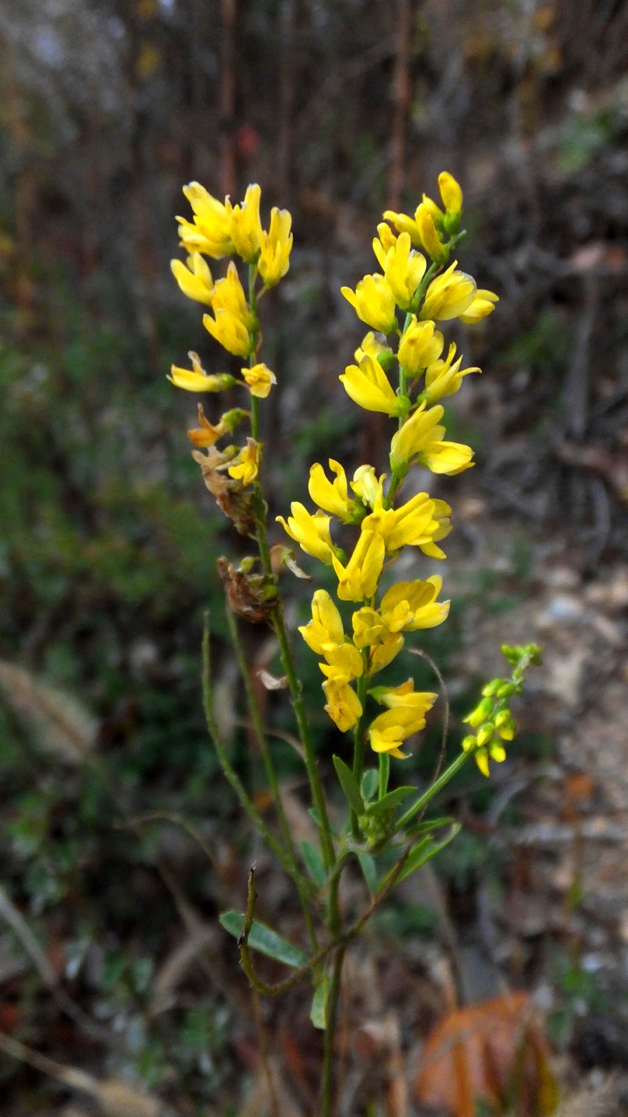 Plants Amaze Me: Michigan in October = wildflowers?