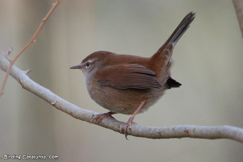 Birding Catalunya: Ocells a l'estany de Banyoles