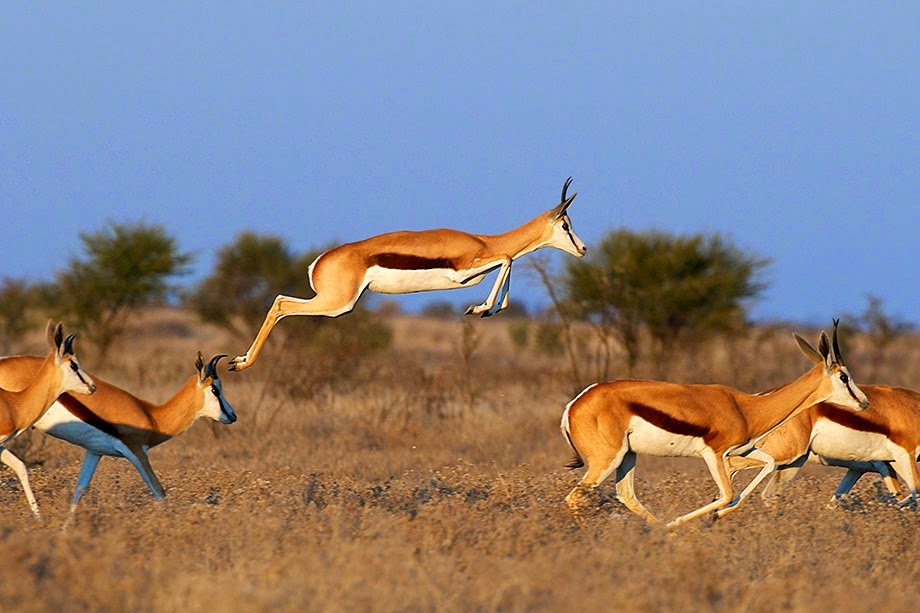 aslay may cosh: 5 Fastest Animals in the World